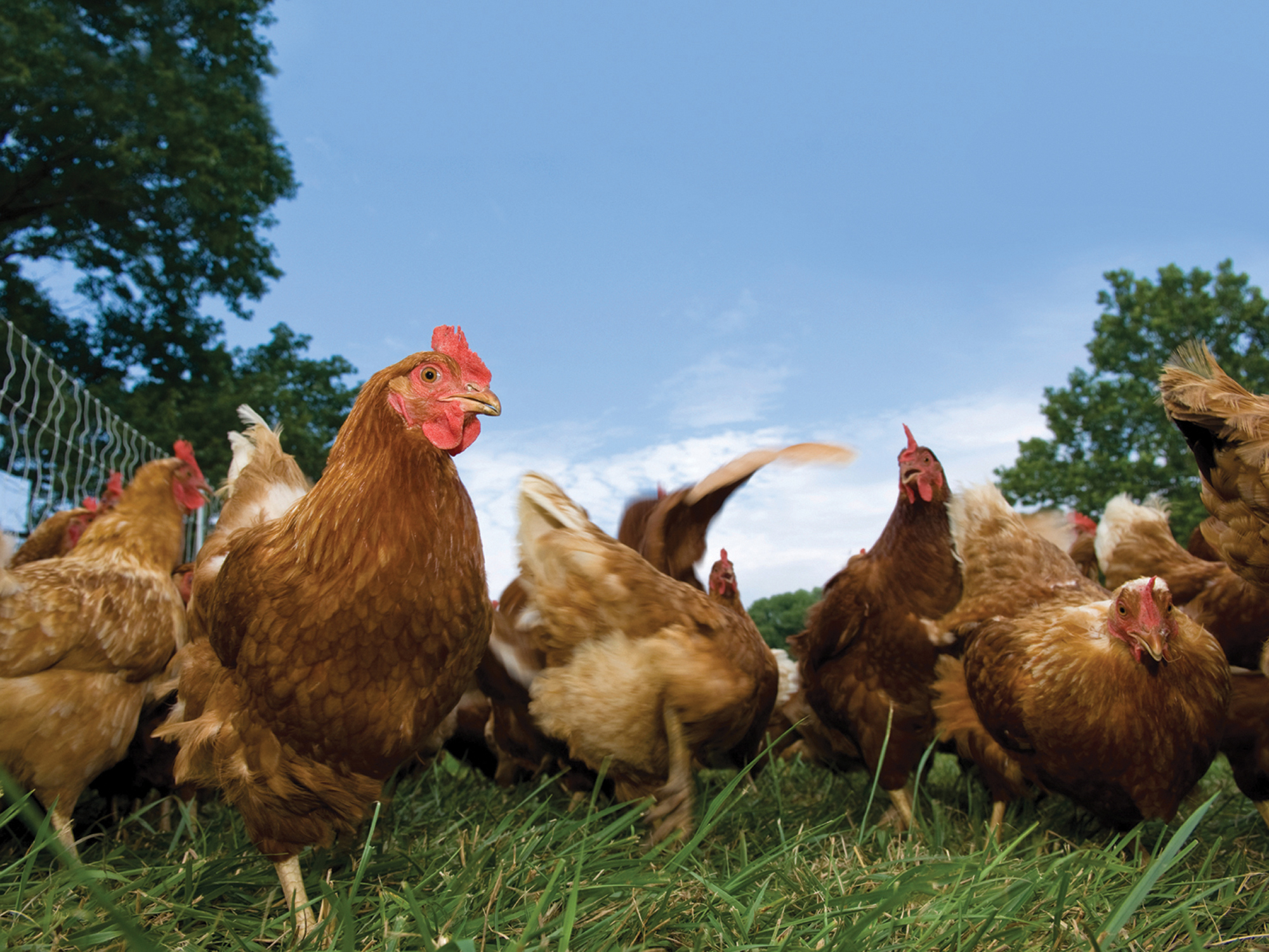 Galline | CIWF Italia