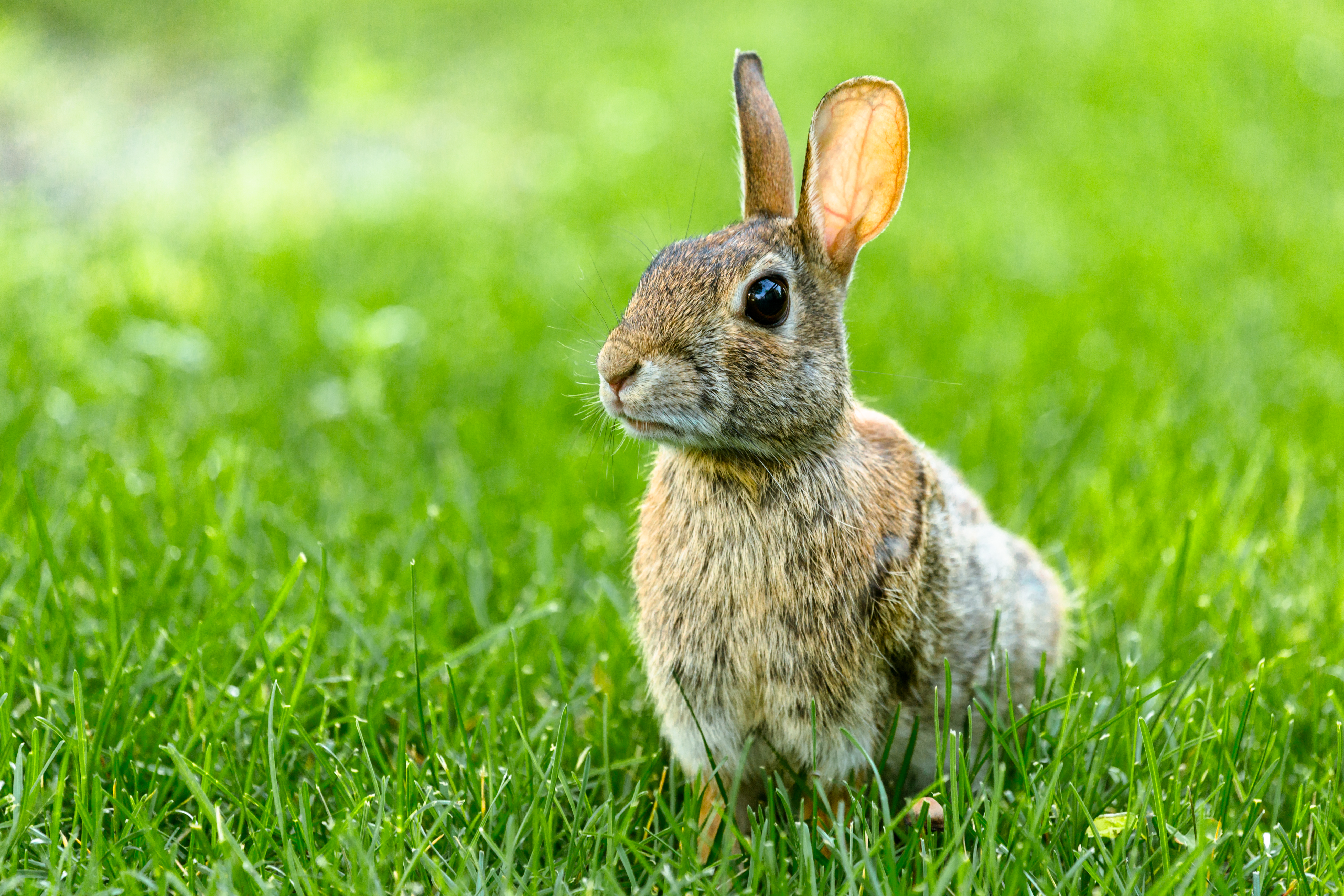 Conigli | CIWF Italia