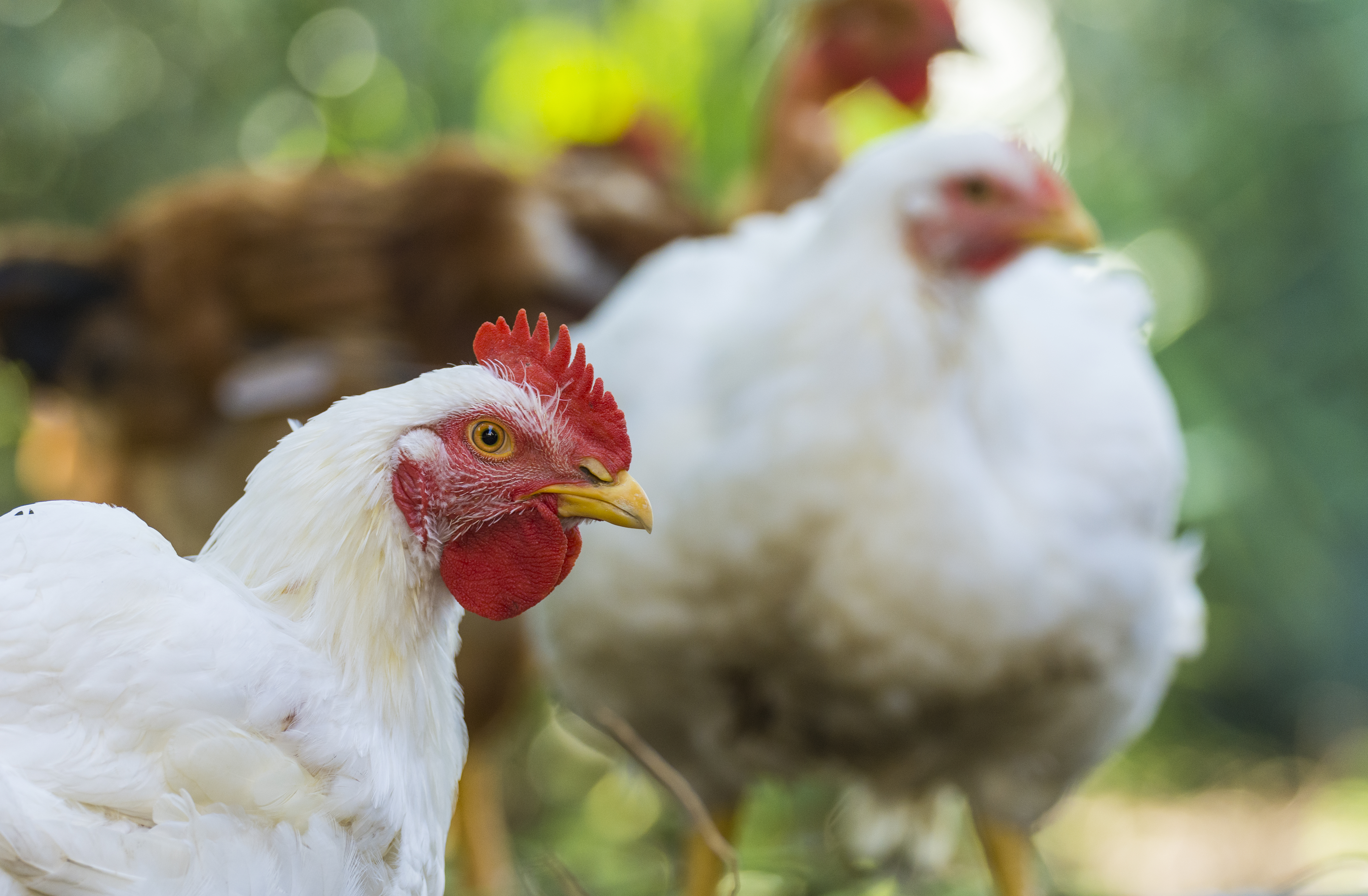 Polli allevati per la loro carne | CIWF Italia