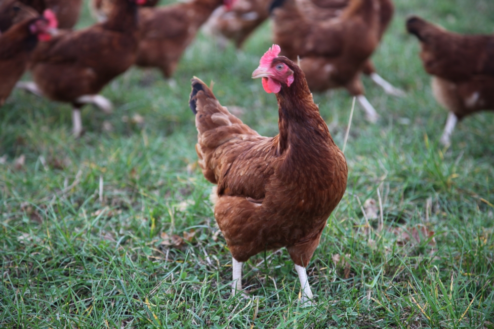 Scopri di più sugli animali! | CIWF Italia